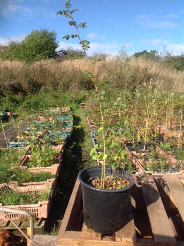 Dog Rose – Roasa canina (Potted) | Organic Hedging and Trees