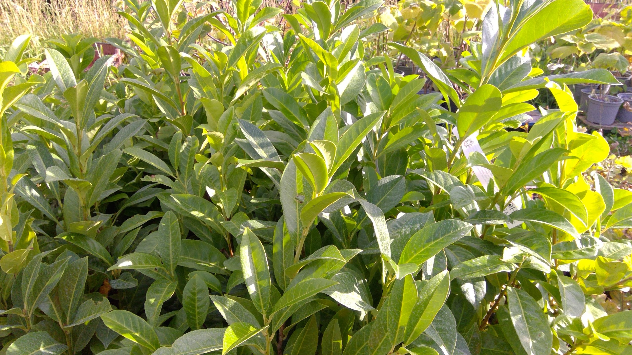 Laurel | Organic Hedging and Trees